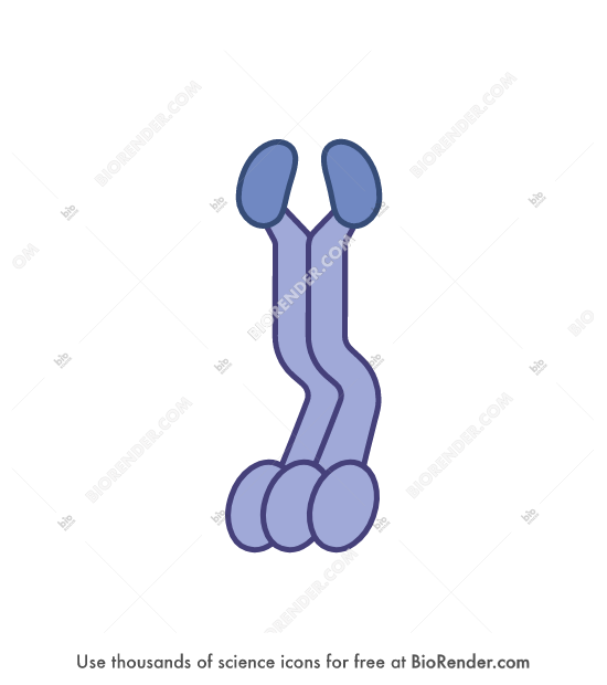 Free Rotavirus capsid protein Icons, Symbols & Images | BioRender