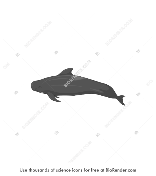 Free Short-finned pilot whale (Globicephala macrorhynchus, male) Icons ...