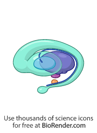 Free Basal ganglia (lateral) Icons, Symbols & Images | BioRender
