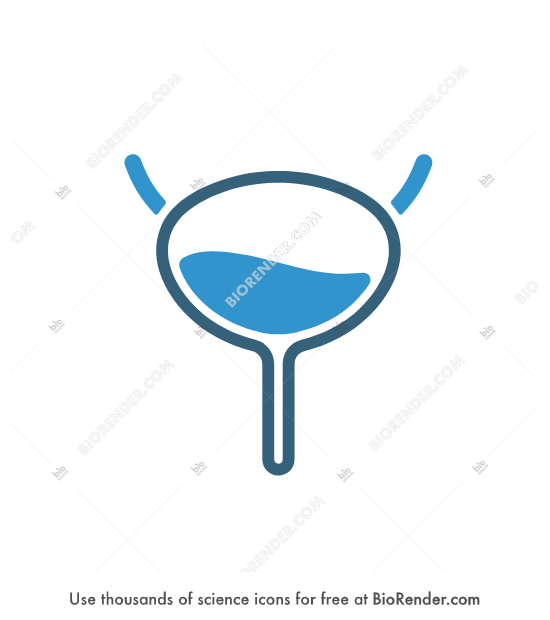 Free Bladder (female, symbol) Icons, Symbols & Images | BioRender
