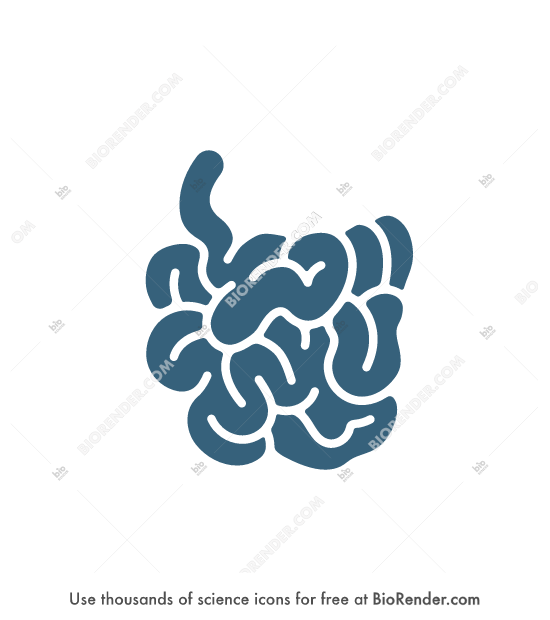 Free Small intestines (symbol) Icons, Symbols & Images | BioRender