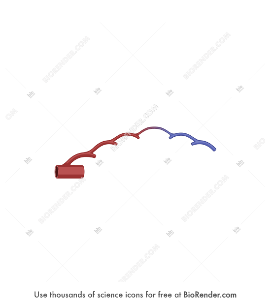 Free Vascular tree Icons, Symbols & Images | BioRender