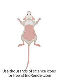 Free Mouse brain (coronal, thalamus and hippocampus) Icons, Symbols ...