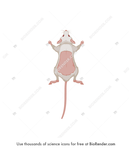 Free Mouse Dorsal Anatomical Position Shaved Icons Symbols And Images Biorender