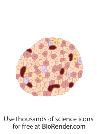 Free Pancreatic islet Icons, Symbols & Images | BioRender