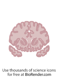 Free Brain (coronal, anterior) Icons, Symbols & Images | BioRender