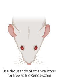 Free Mouse brain (coronal, thalamus and hippocampus) Icons, Symbols ...