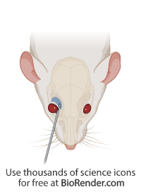 Subcutaneous Injection In Mice