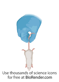 Free Mouse (held by tail) Icons, Symbols & Images | BioRender
