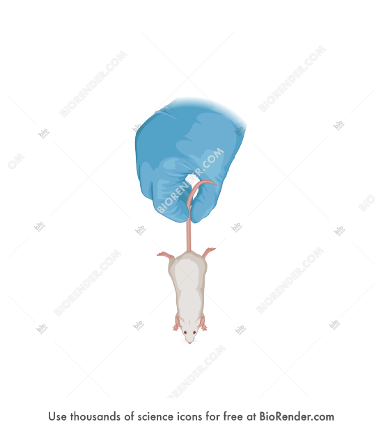 Free Mouse (held by tail) Icons, Symbols & Images | BioRender