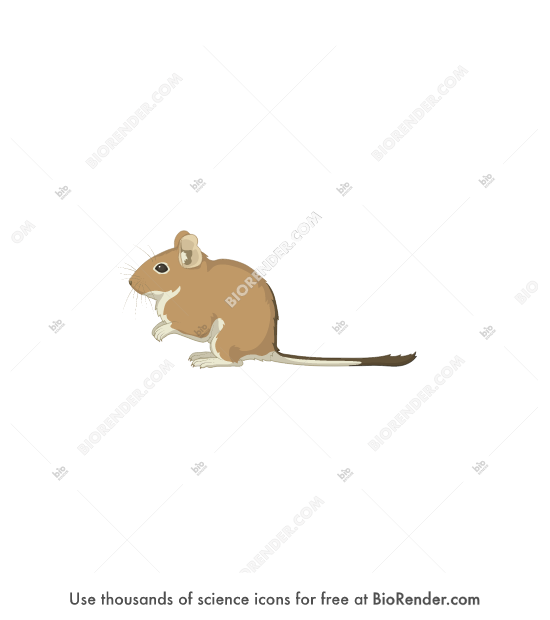 Free Common degu (Octodon degus) Icons, Symbols & Images | BioRender