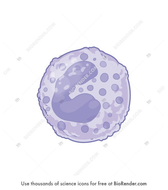 Free Basophil (3D) Icons, Symbols & Images | BioRender