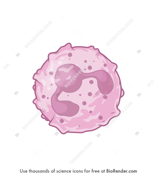 Free Neutrophil (3D) Icons, Symbols & Images | BioRender