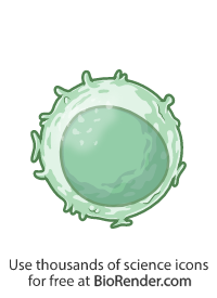 Free Pericyte (wrapping around endothelial cells) Icons, Symbols ...