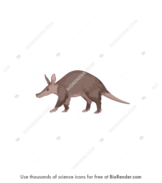 Free Aardvark (Orycteropus afer) Icons, Symbols & Images | BioRender