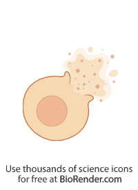 Free Spheroidal cell (bursting) Icons, Symbols & Images | BioRender