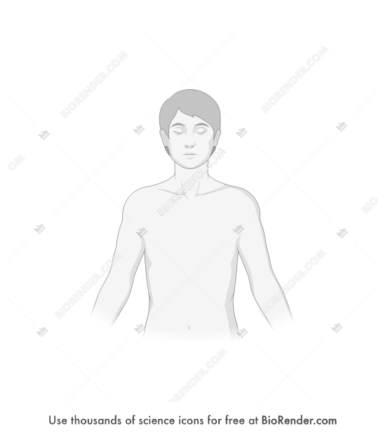 Free Gender-neutral upper body (anterior) Icons, Symbols & Images ...