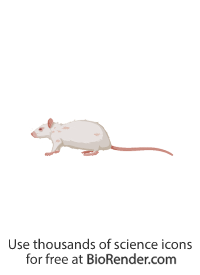Free Mouse brain (dorsal view) Icons, Symbols & Images | BioRender