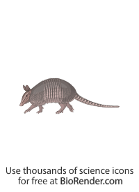 Free Nine-banded armadillo (Dasypus novemcinctus) Icons, Symbols ...