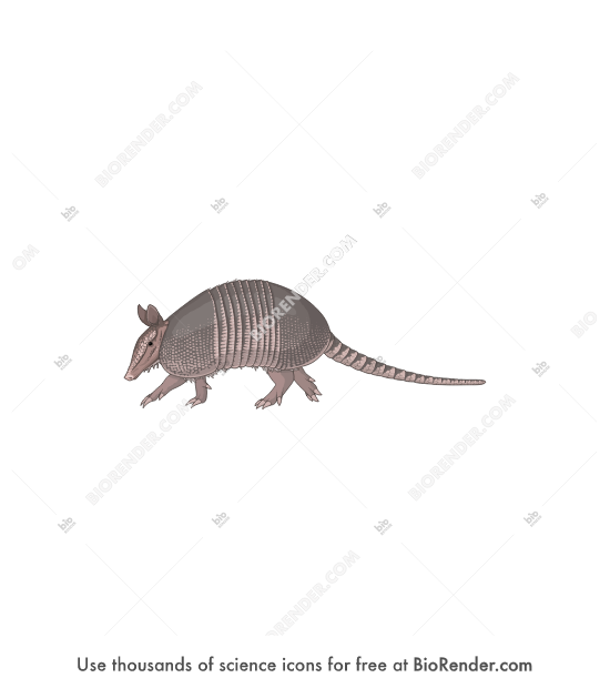 Free Nine-banded armadillo (Dasypus novemcinctus) Icons, Symbols ...