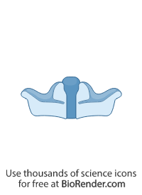 Free PIEZO1 (open) Icons, Symbols & Images | BioRender