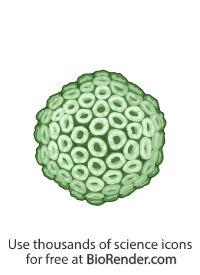 Free Rift Valley fever virus Icons, Symbols & Images | BioRender
