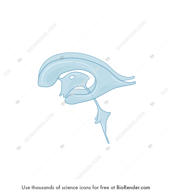 Free Brain ventricles (lateral) Icons, Symbols & Images | BioRender