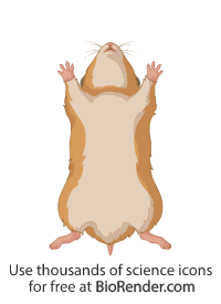 Free Hamster (supine) Icons, Symbols & Images | BioRender