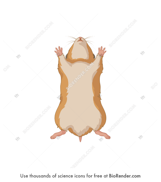 Free Hamster (supine) Icons, Symbols & Images | BioRender