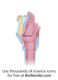 Free Larynx (sagittal cross-section) Icons, Symbols & Images | BioRender
