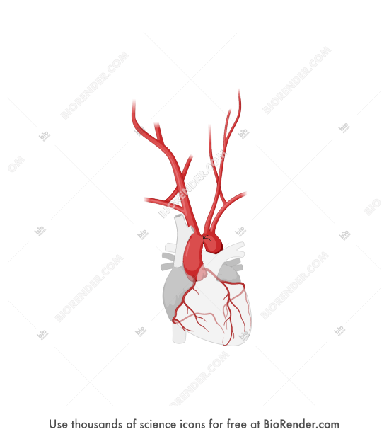 Free Carotid arteries (after transverse aortic constriction) Icons ...