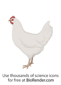 Free Chicken (adult, female) Icons, Symbols & Images | BioRender