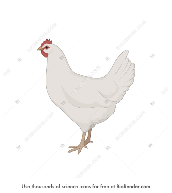 Free Chicken (adult, female) Icons, Symbols & Images | BioRender