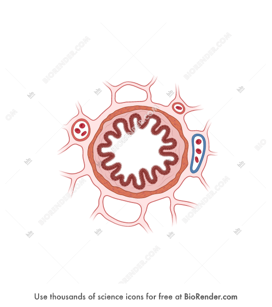 Free Bronchiole (cross-section, with alveoli and vessels) Icons ...