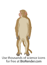 Free Rhesus macaque (anterior, standing, lateral head) Icons, Symbols ...