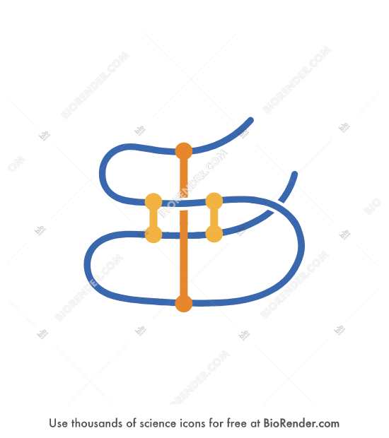 Free Cystine knot peptide Icons, Symbols & Images | BioRender