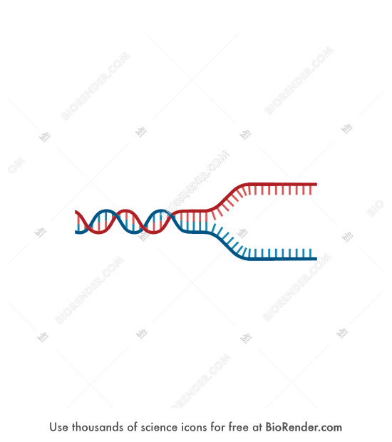 Free Open, unwinding DNA left side (with nucleotides) Icons, Symbols ...