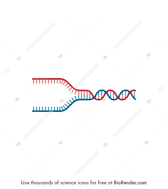 Free Open, unwinding DNA right side (with nucleotides) Icons, Symbols ...