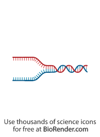 Free Open, unwinding DNA right side (with nucleotides) Icons, Symbols ...