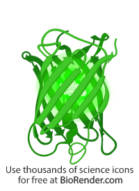 Free Generic fluorescent protein Icons, Symbols & Images | BioRender