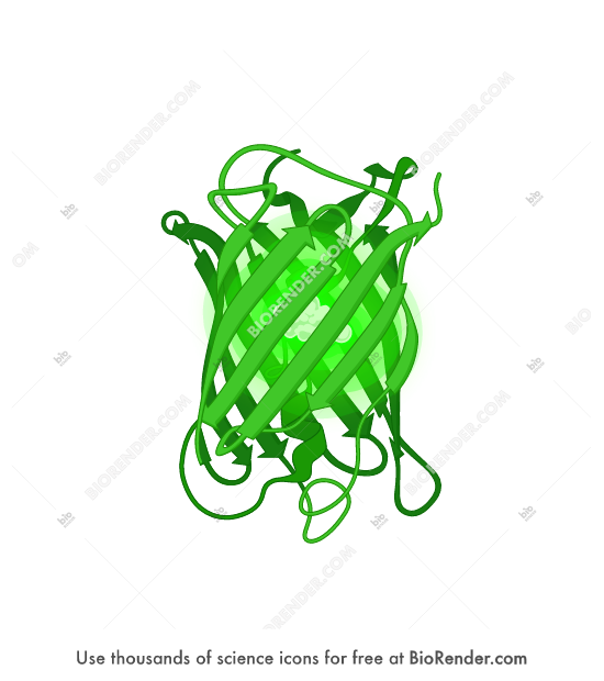 Free Generic fluorescent protein Icons, Symbols & Images | BioRender