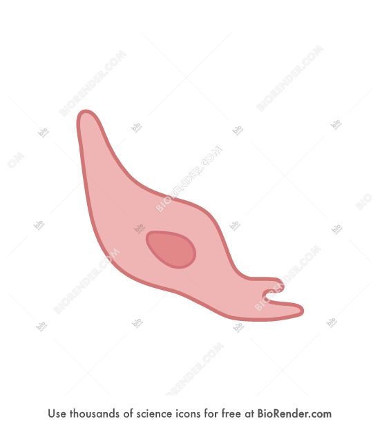 Free Endothelial cell (active, emigrating) Icons, Symbols & Images ...