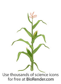 Free Corn Icons, Symbols & Images | BioRender