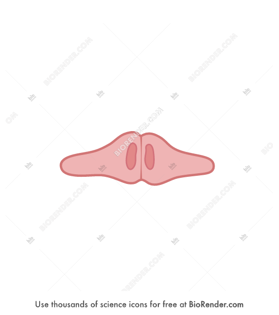 Free Endothelial cell (dividing) Icons, Symbols & Images | BioRender