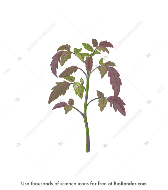 Free Tomato (young plant, ATV mutant) Icons, Symbols & Images | BioRender