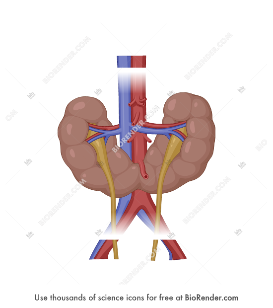 Free Horseshoe kidney (anterior) Icons, Symbols & Images | BioRender