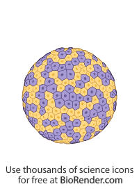 Free 3D spheroid (2 cell types) Icons, Symbols & Images | BioRender