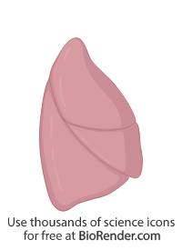 Free Right lung (lateral) Icons, Symbols & Images | BioRender
