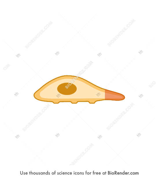 Free Motile cell (stage 1) Icons, Symbols & Images | BioRender