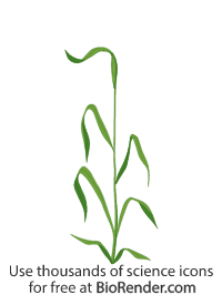 Free Tomato (young plant, ATV mutant) Icons, Symbols & Images | BioRender